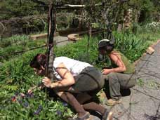 Camp & Sons ~ Mountain Retreat & Organic Garden